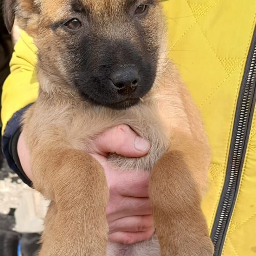 Рыжий мальчишка в дар