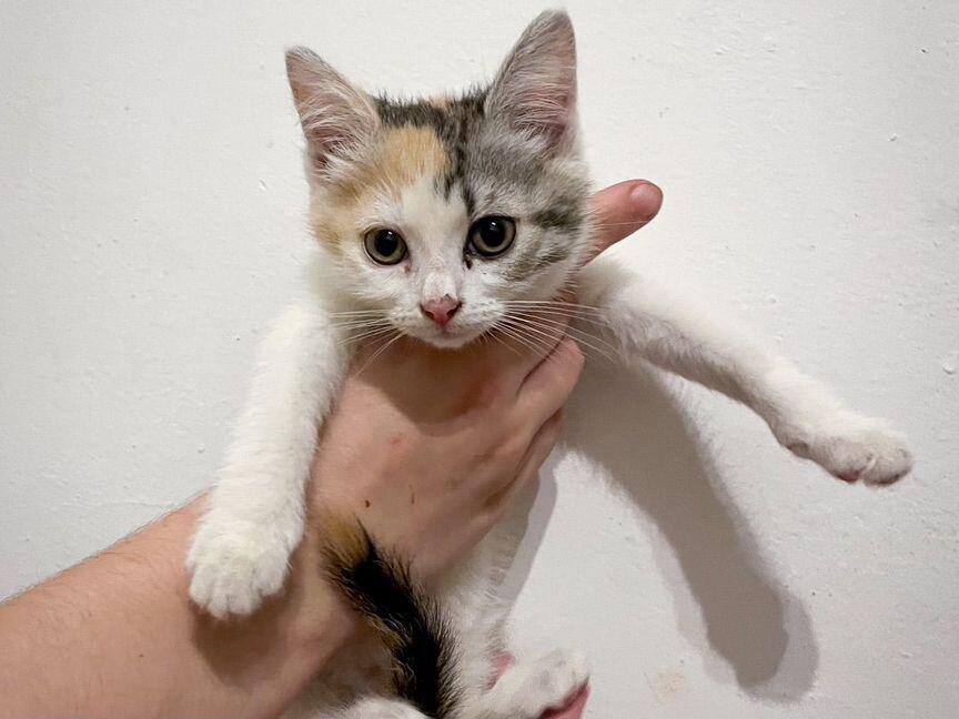 Котенок в дар бесплатно трехцветная кошка