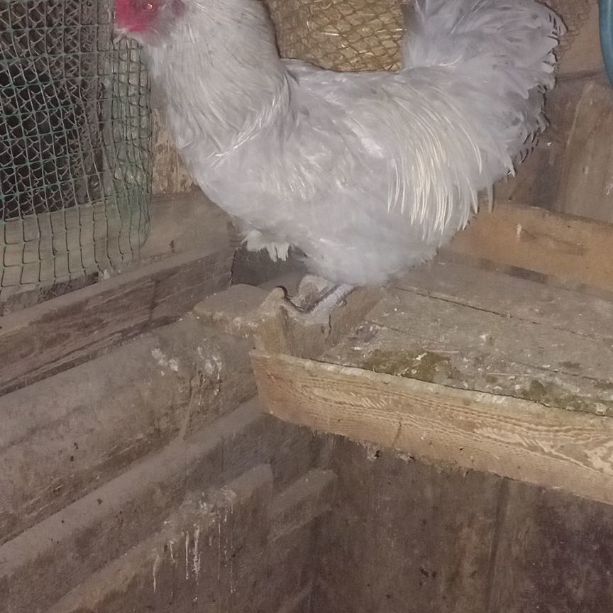 Петух