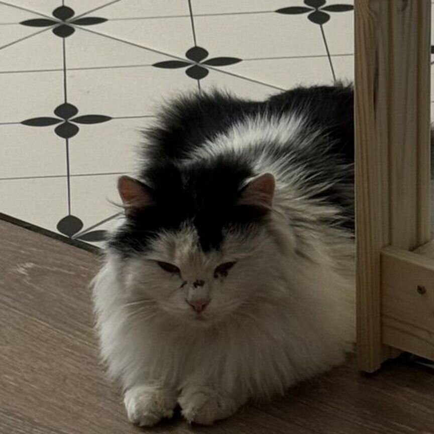 Взрослая кошка в добрые руки