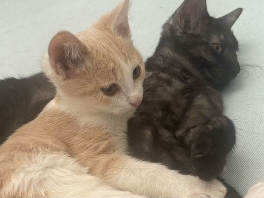 Кошка