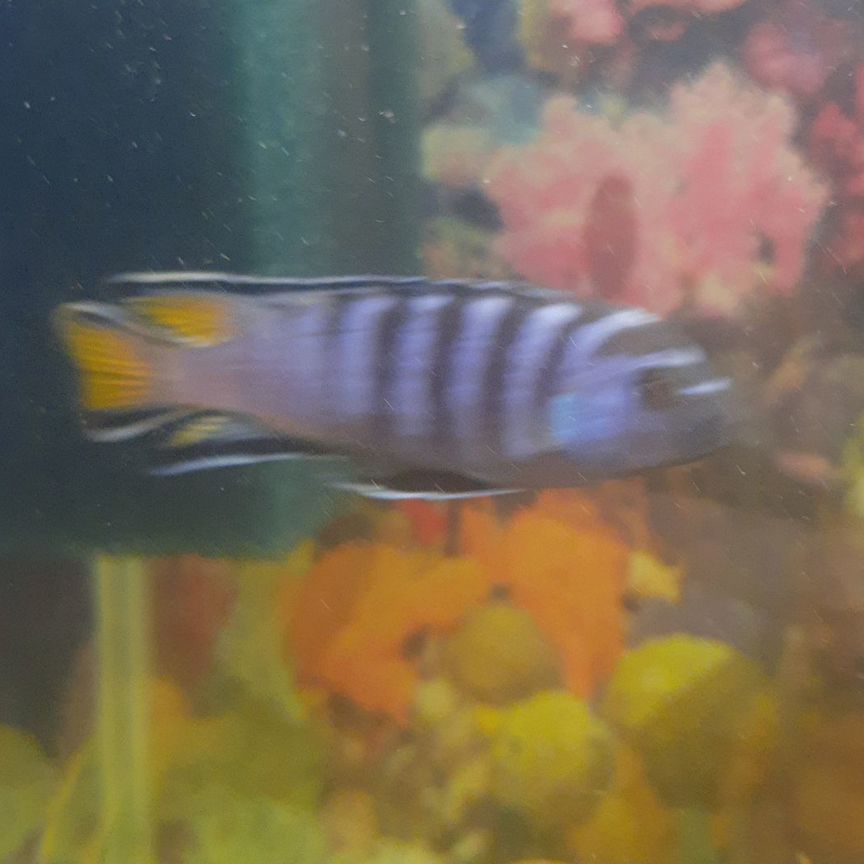 Малавийские цихлиды