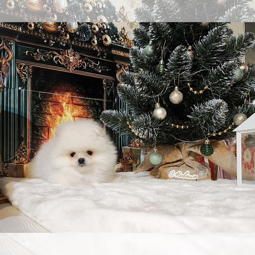 Померанский шпиц, щенок