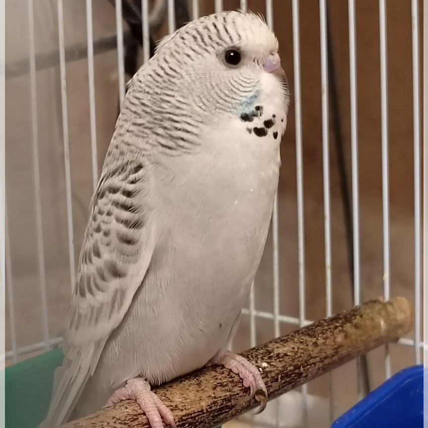 Птенчик волнистый попугай