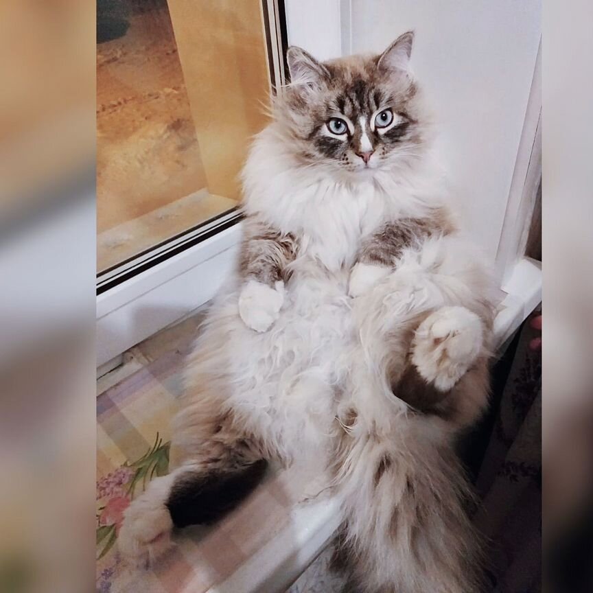 Котик Тимоша осиротел и ищет семью