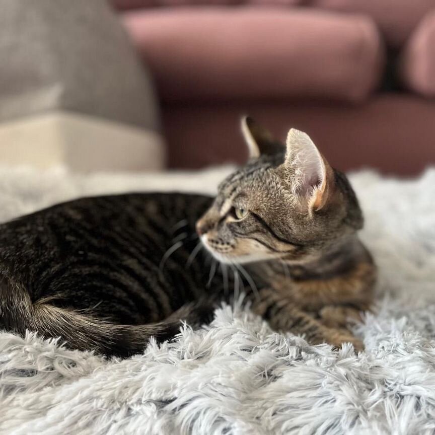 Котик в добрые руки