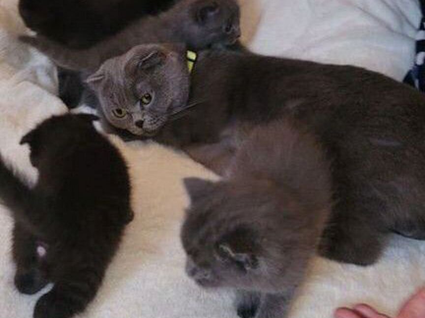 Котята Шотландские Вислоухие