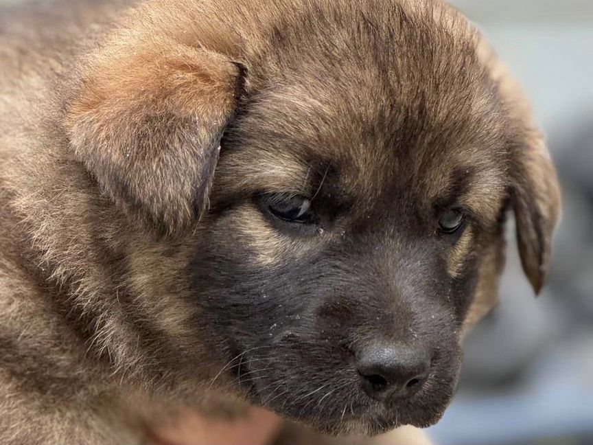 Щенок девочка 1,5 месяца