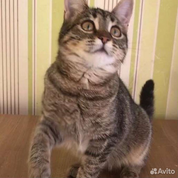 Умничка, игрунья 4,5мес Саня в добрые руки