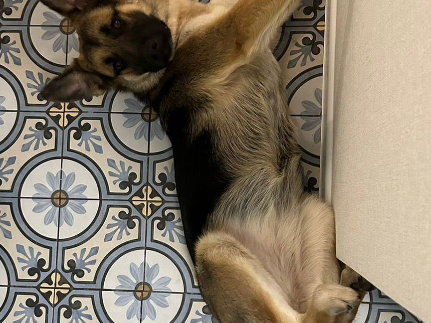 Девочка Дора, в добрые руки