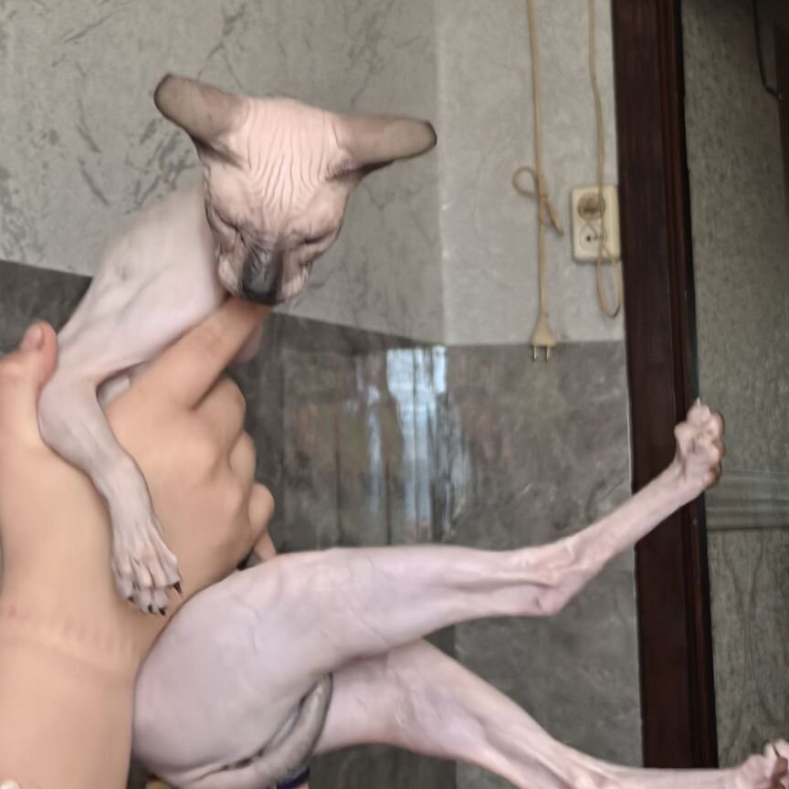 Канадский сфинкс, взрослая кошка