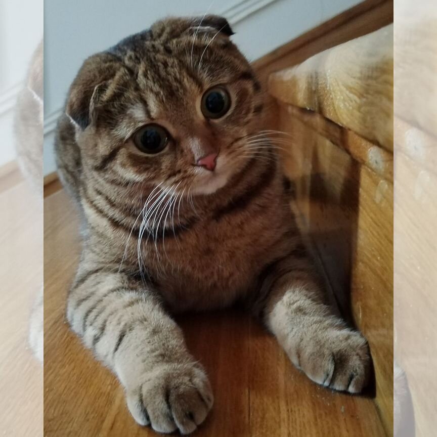 Ищем кота для кошки