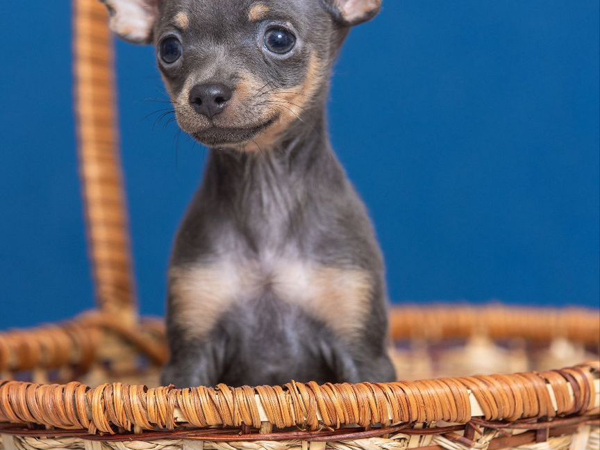 Русский Той