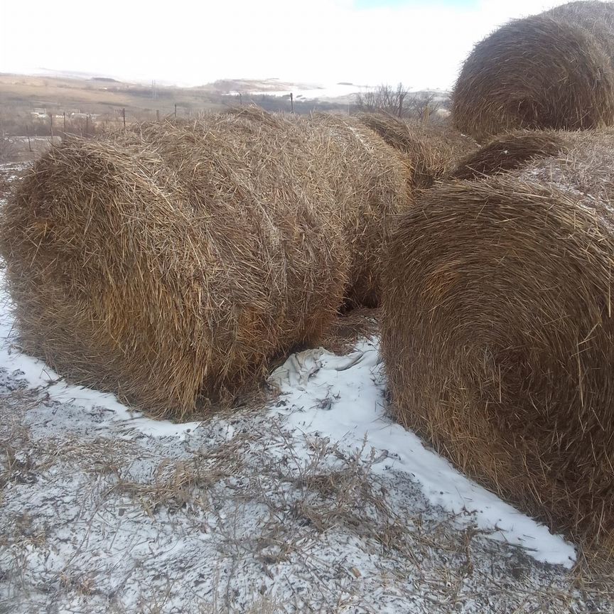 Солома в рулонах пшеничная