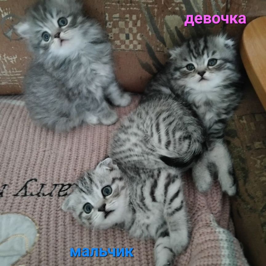 Шотландский вислоухий длинношёрстный котёнок