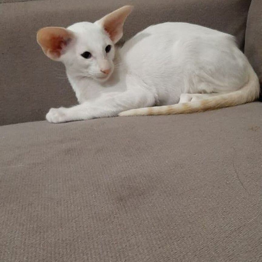 Ориентальные котята
