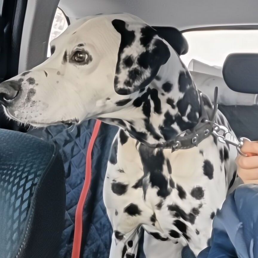 Далматин, взрослый пёс