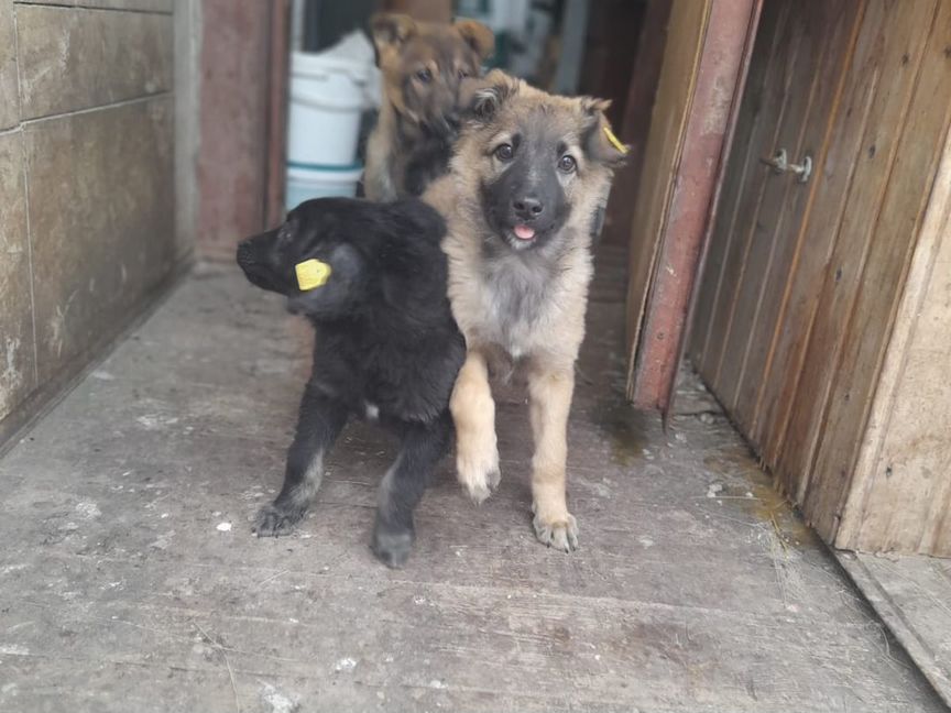 Щенки-пацаны и девчонки- ищут добрых хозяев