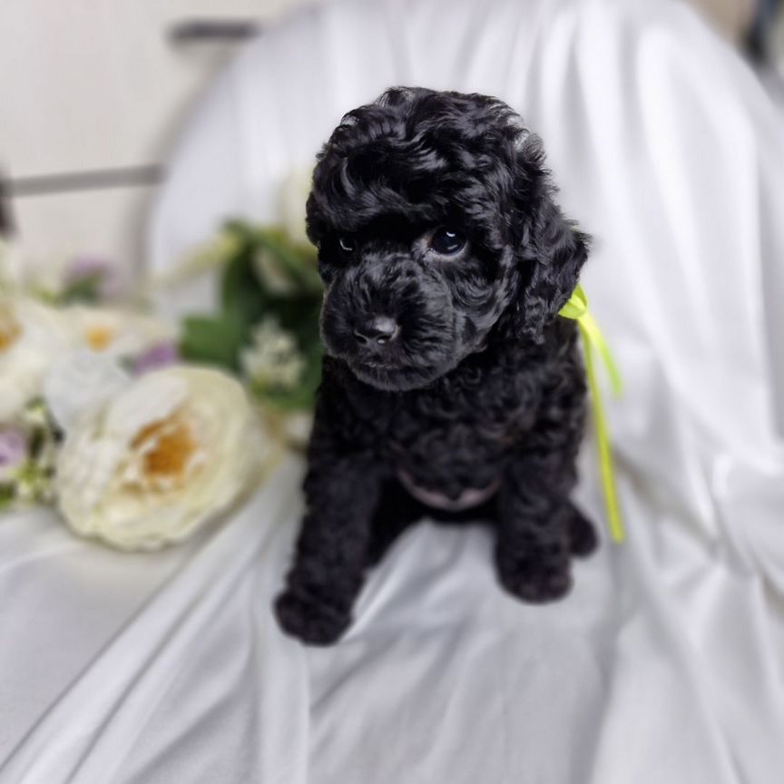 Той-пудель, щенок