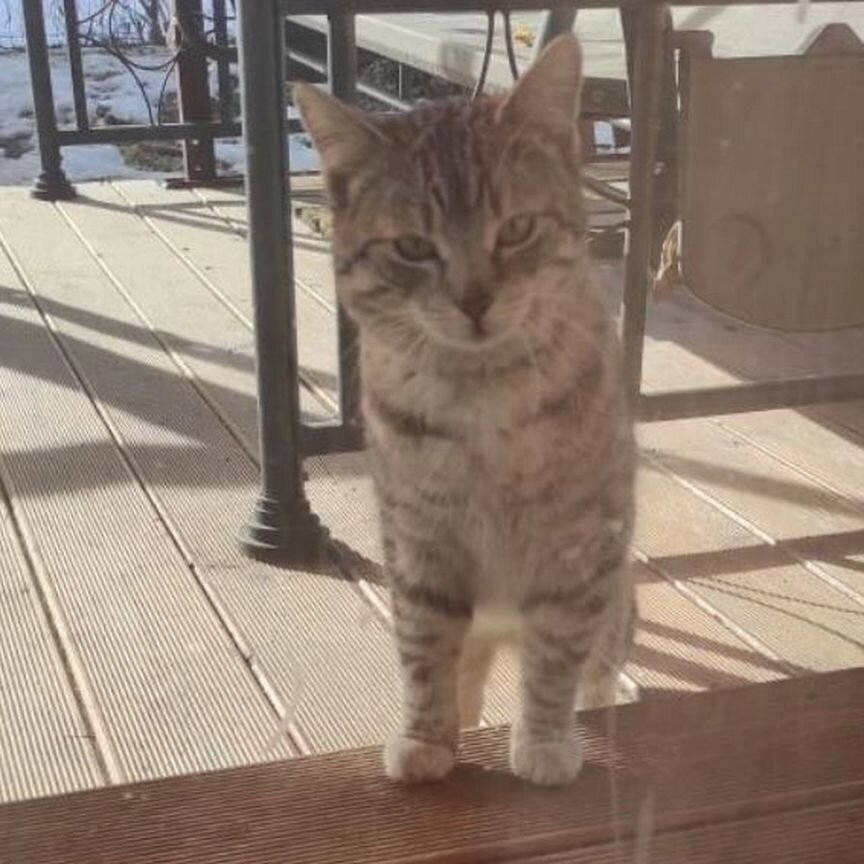Кошки в добрые руки бесплатно