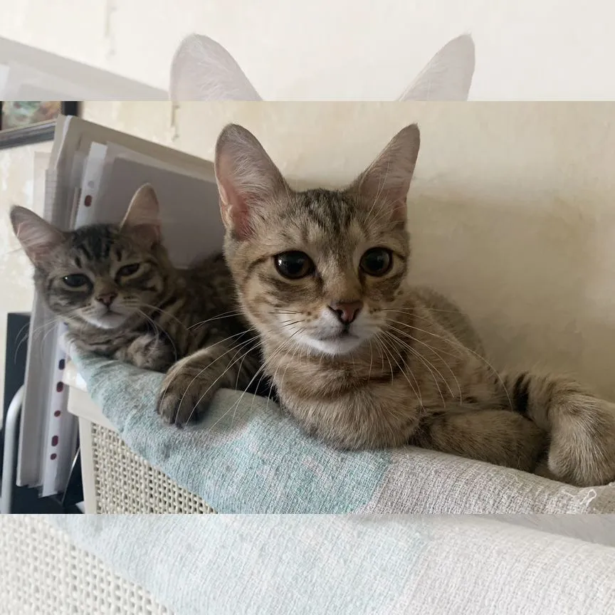 Котята в добрые руки бесплатно
