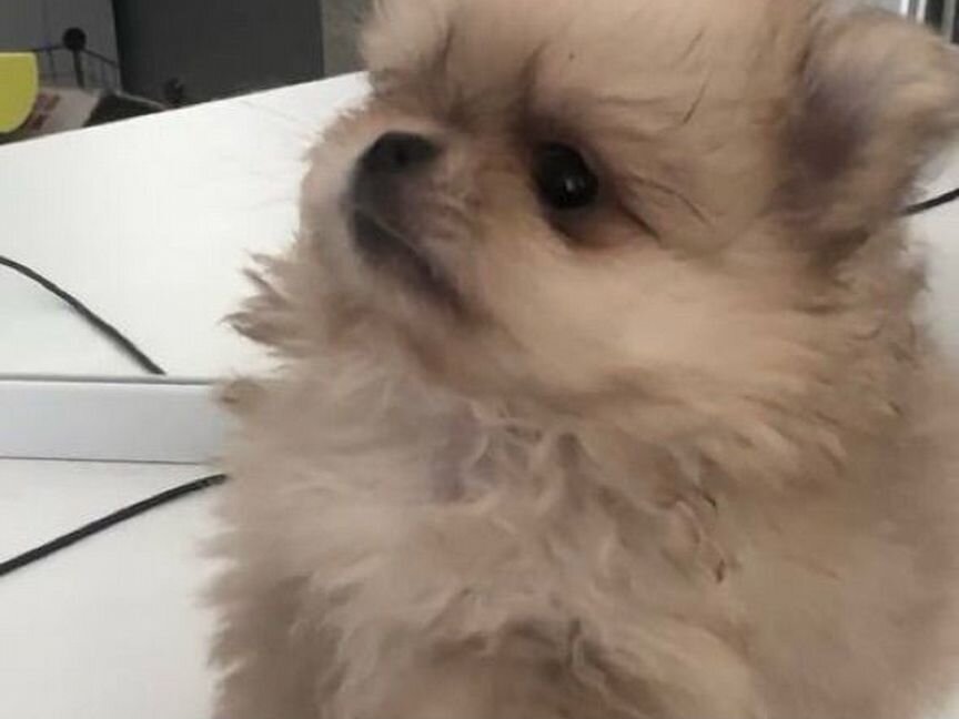 Шпиц медвежьего типа померанский