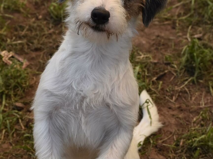 Щенки джек рассел терьер девочка