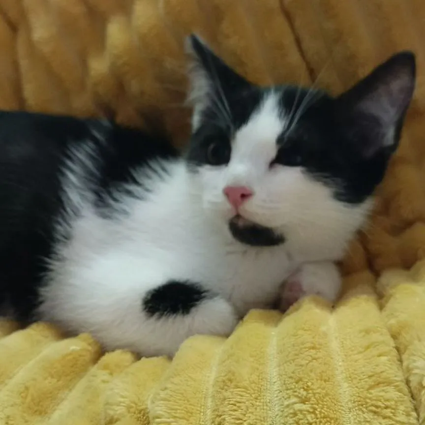 Котенок в хорошие руки