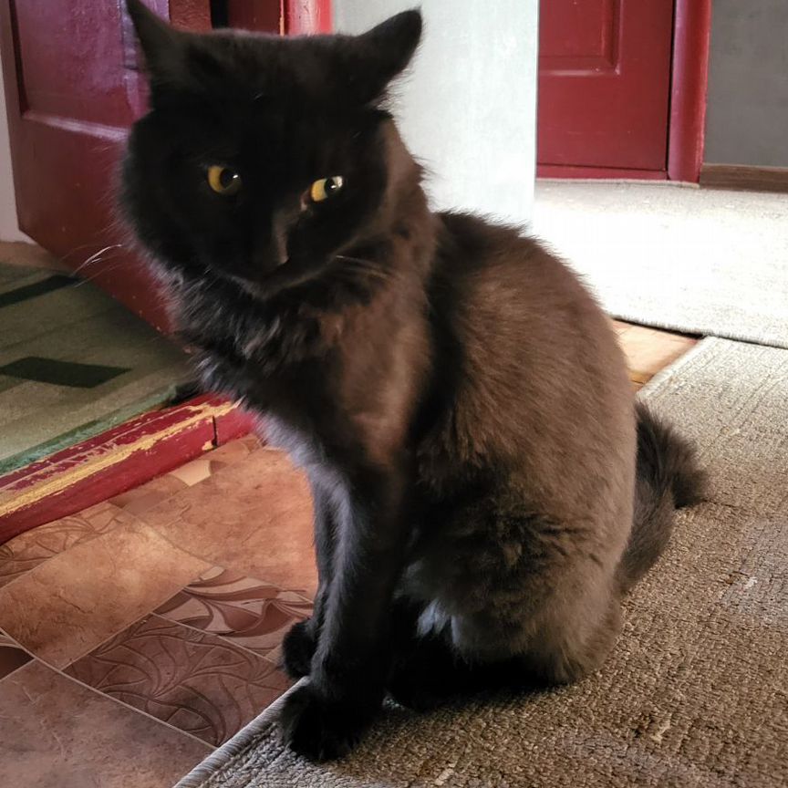 Кот в добрые руки