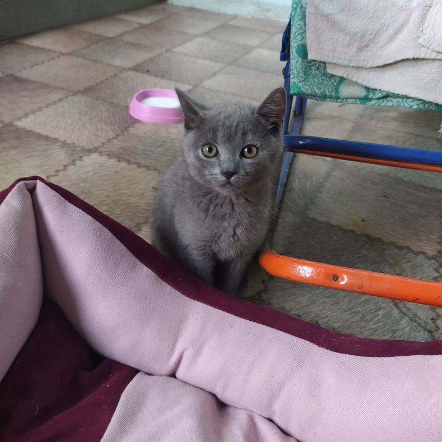 Котёнок британ