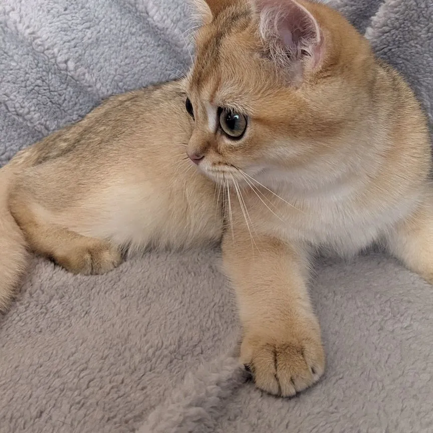 Британские котята