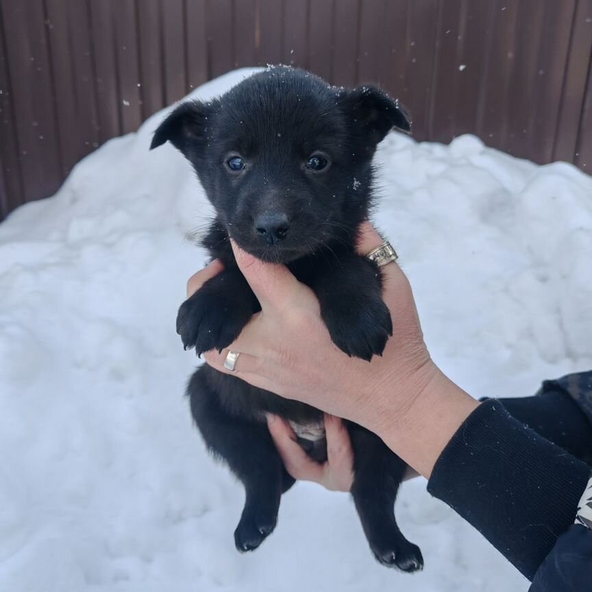 Щенок а добрые руки