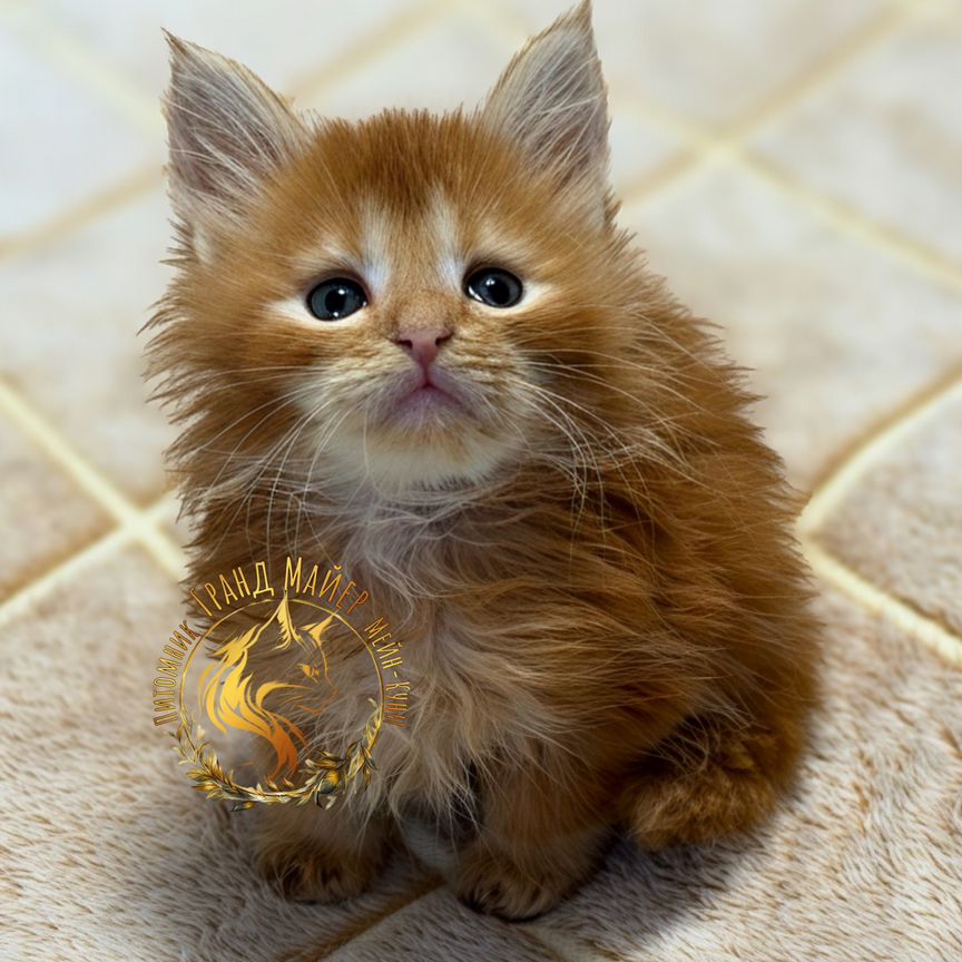 Мейн-кун котёнок