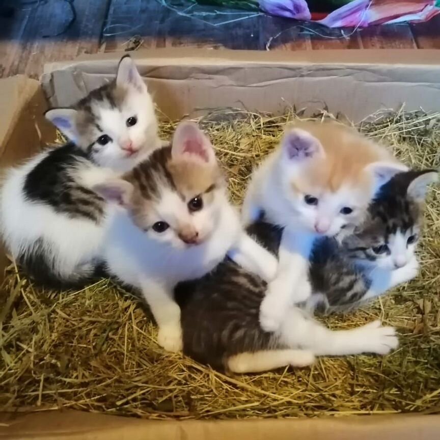 Котята в добрые руки бесплатно