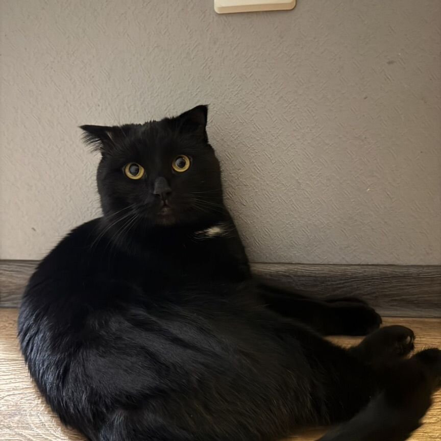 Котик Тима