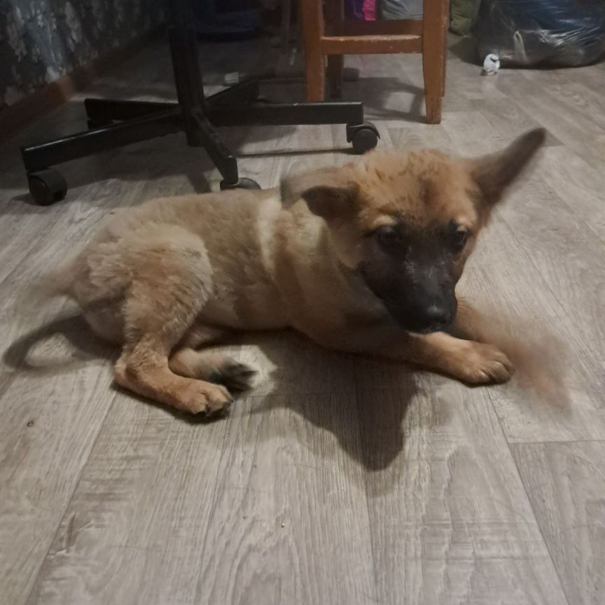 Щенок в добрые руки