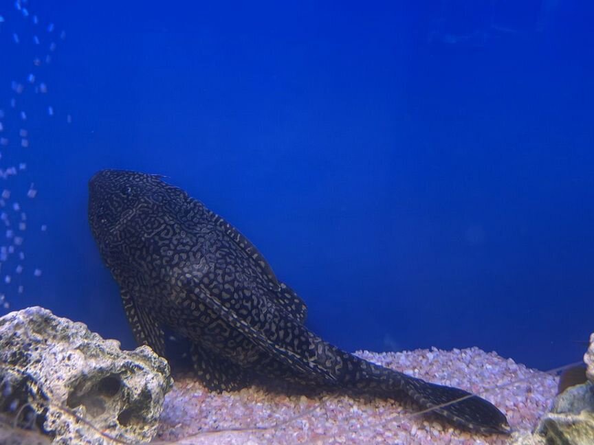 Парчовый сом