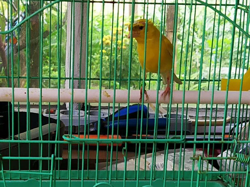 Продам канареек