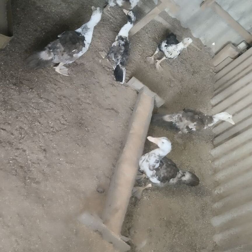 Индоутки Гуси