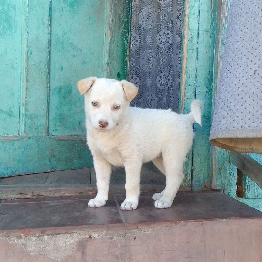 Щеночек в дар