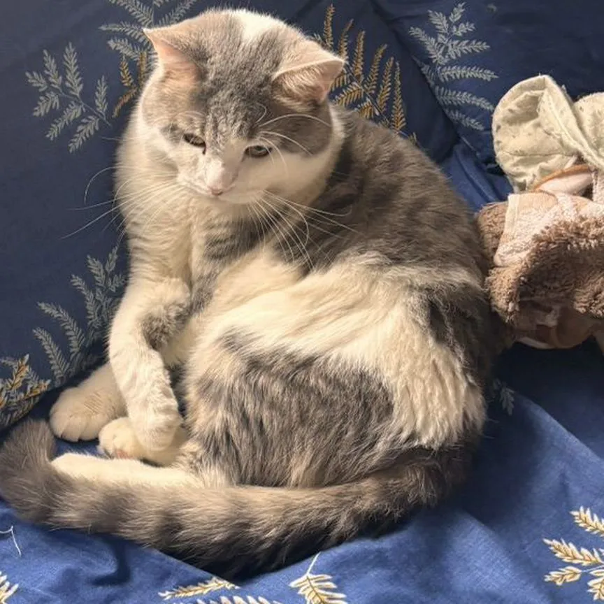 Кот в добрые руки