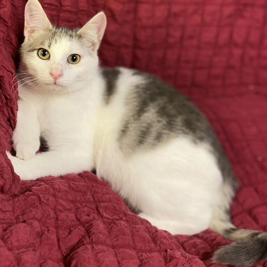 Котенок