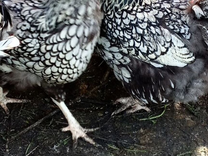 Куры виандот