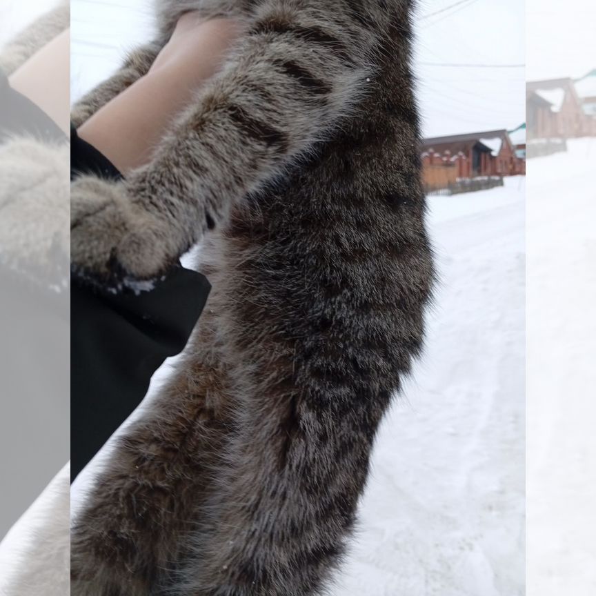 Кот и кошечка отдам