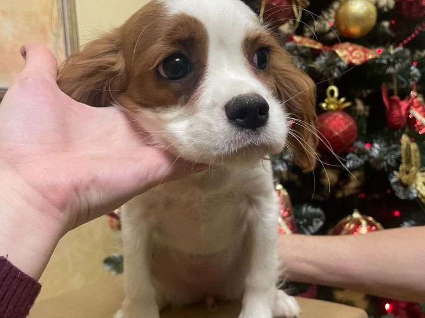 Девочка кавалерчик