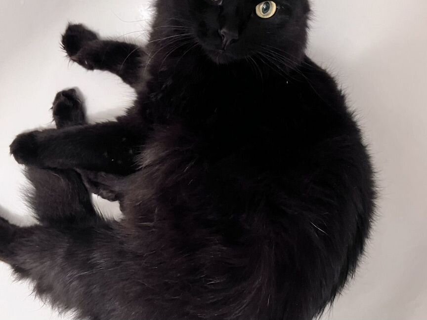 Ласковый котик в заботливые руки