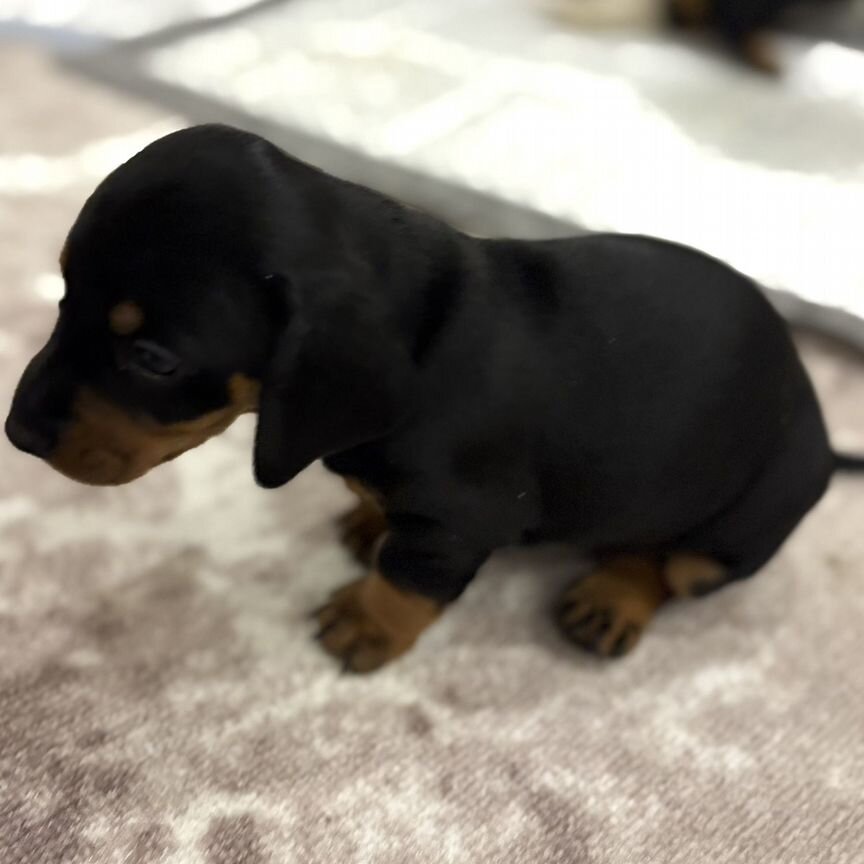 Такса, щенок