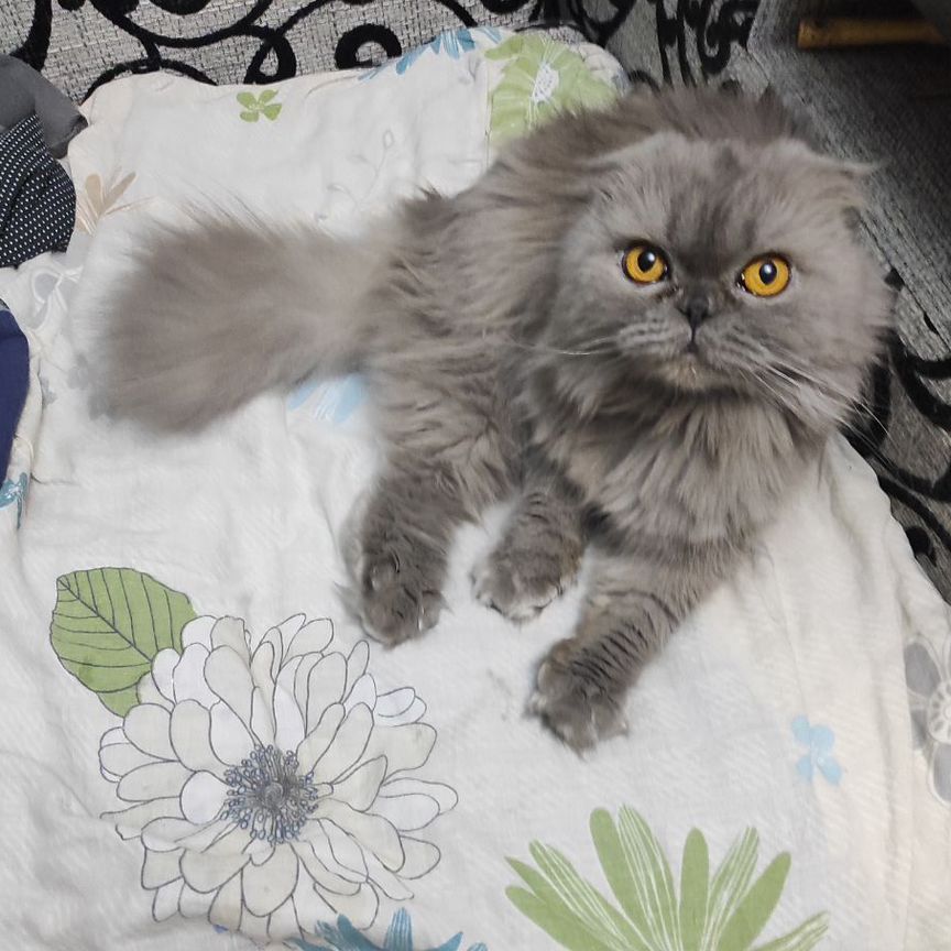 Британская длинношёрстная, взрослая кошка