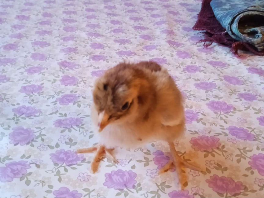 Цыплята суточные кучинская юбилейная