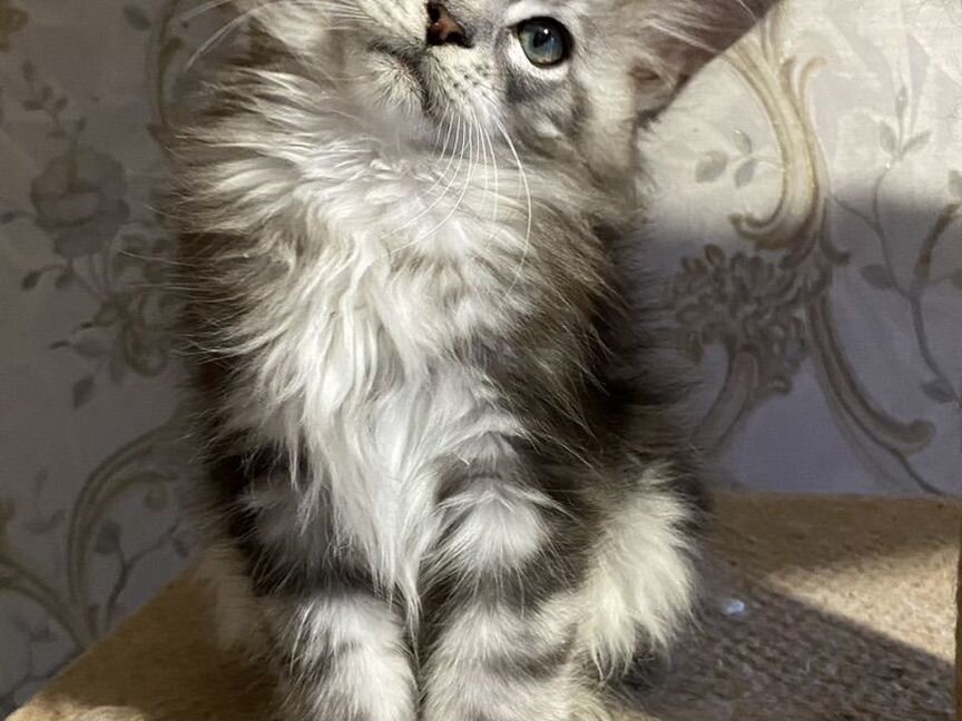 Котята мальчишки мейнкун